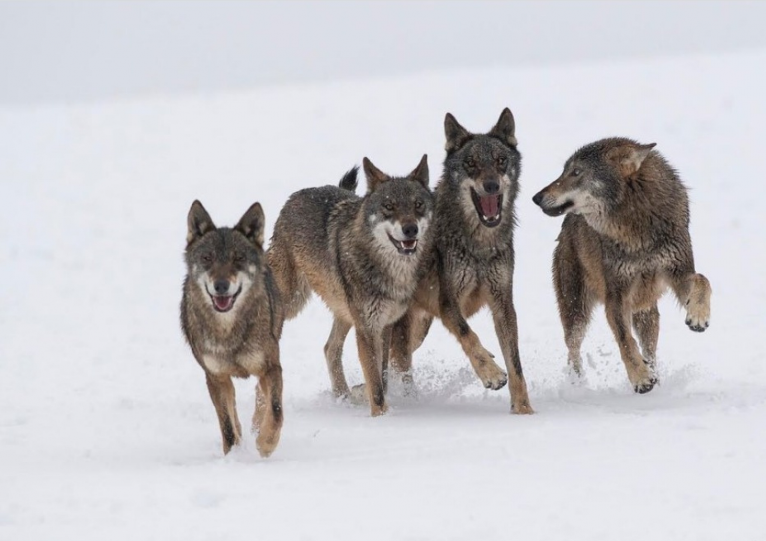 Lobo Ibérico - Vezeira