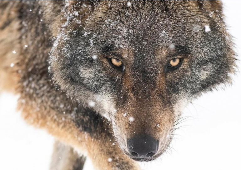 Lobo Ibérico - Vezeira