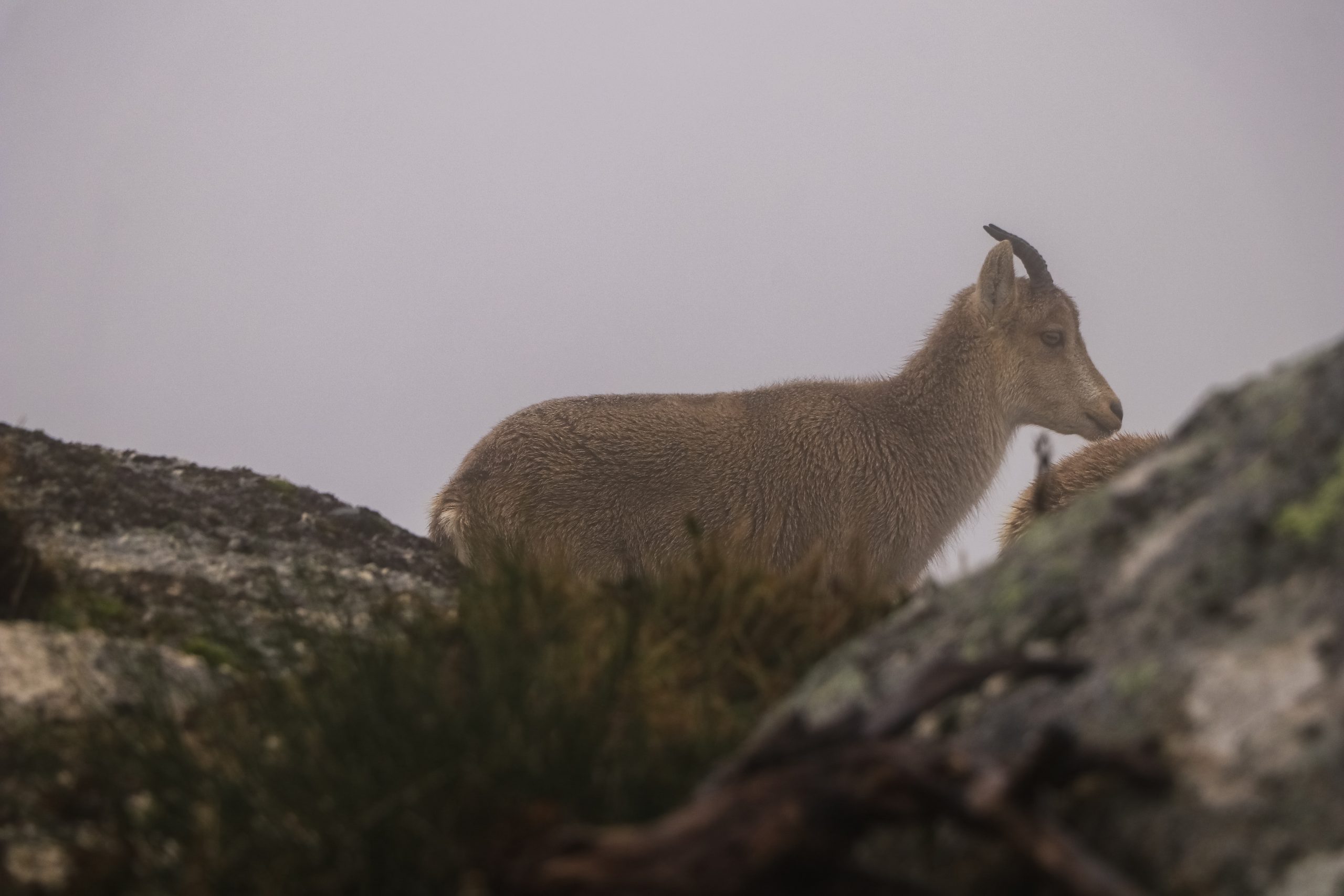Cabra Montês (Capra Pyrenaica Victoriae) - Vezeira