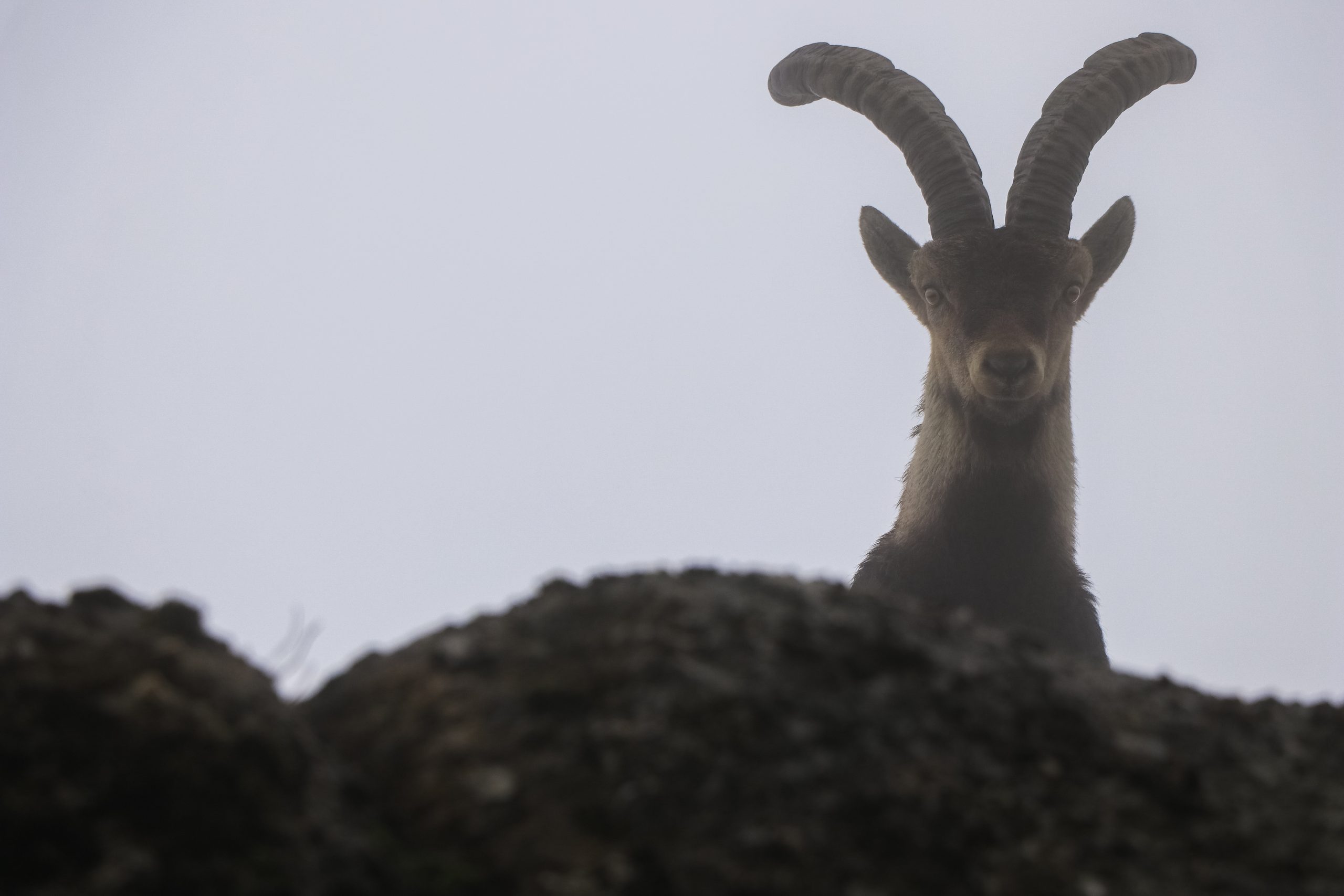 Cabra Montês (Capra Pyrenaica Victoriae) - Vezeira