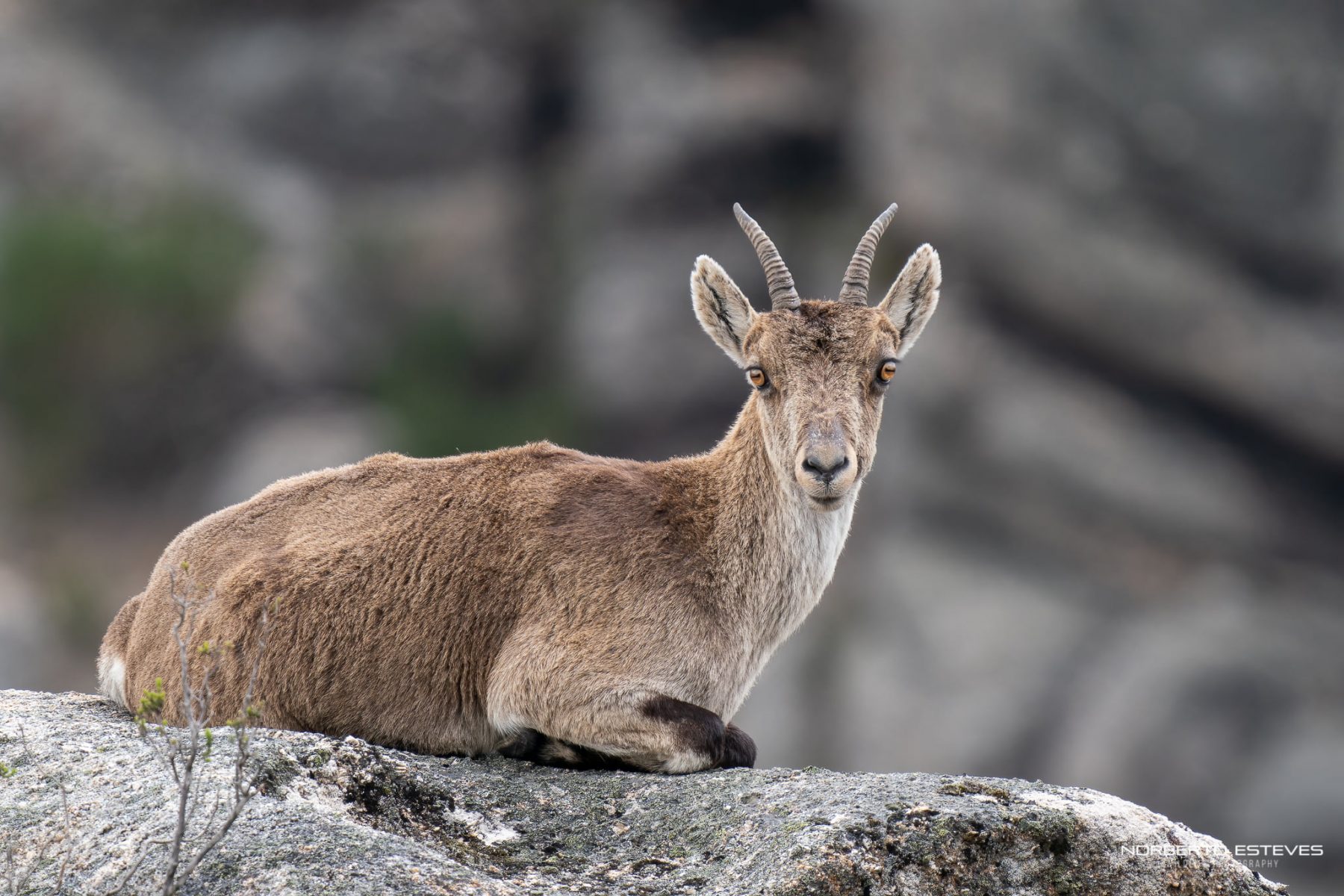 Cabra Montês (Capra Pyrenaica Victoriae) - Vezeira