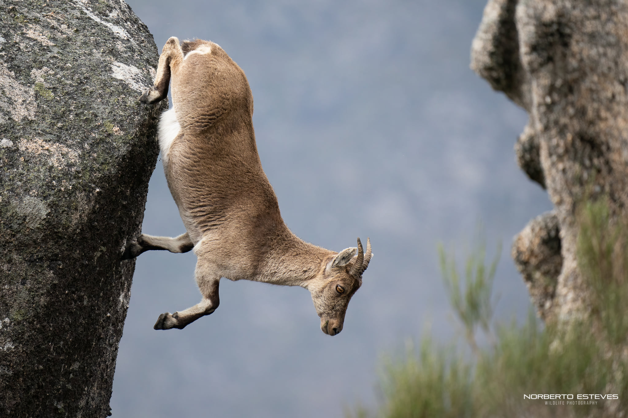 Cabra Montês (Capra Pyrenaica Victoriae) - Vezeira