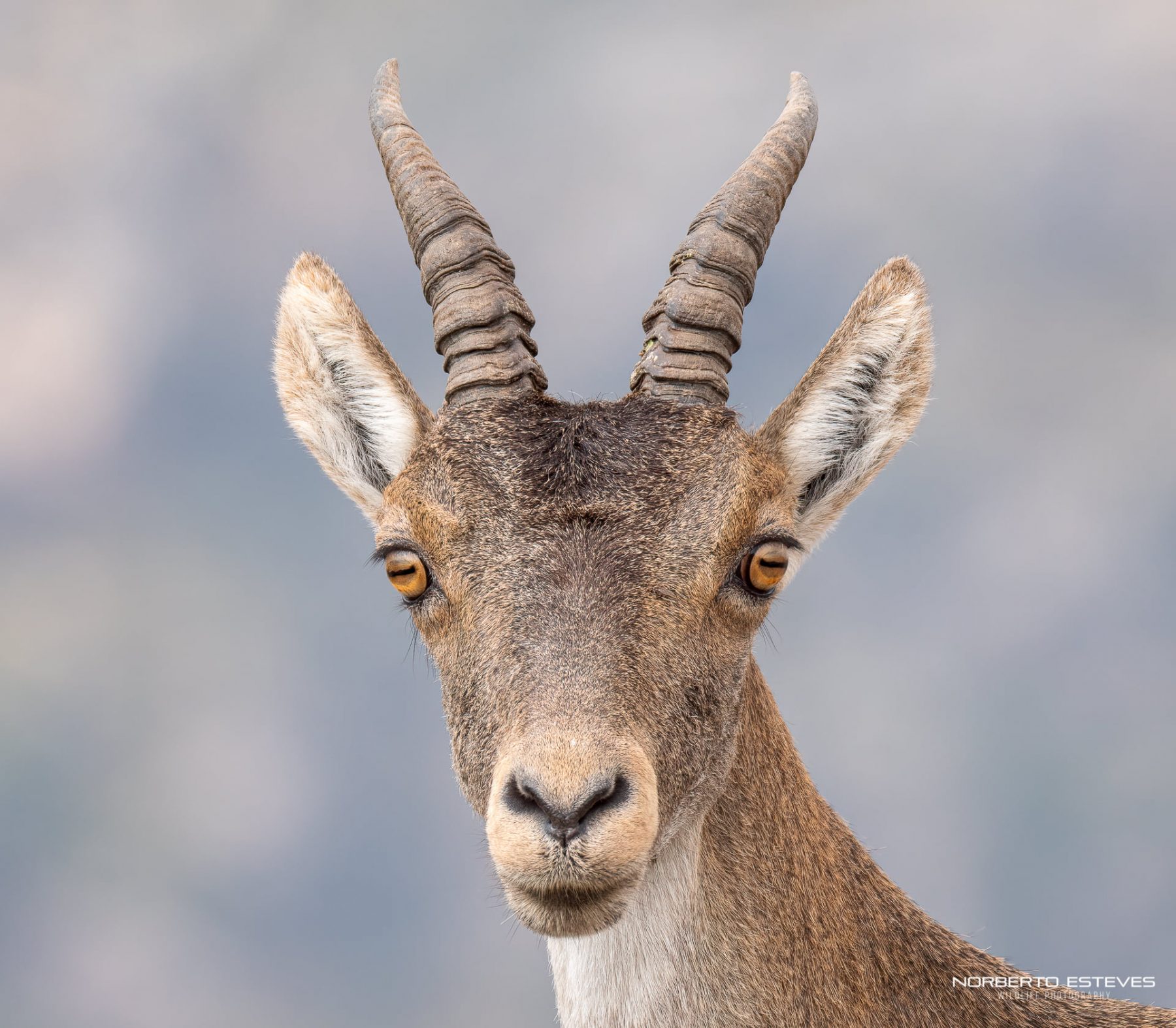 Cabra Montês (Capra Pyrenaica Victoriae) - Vezeira