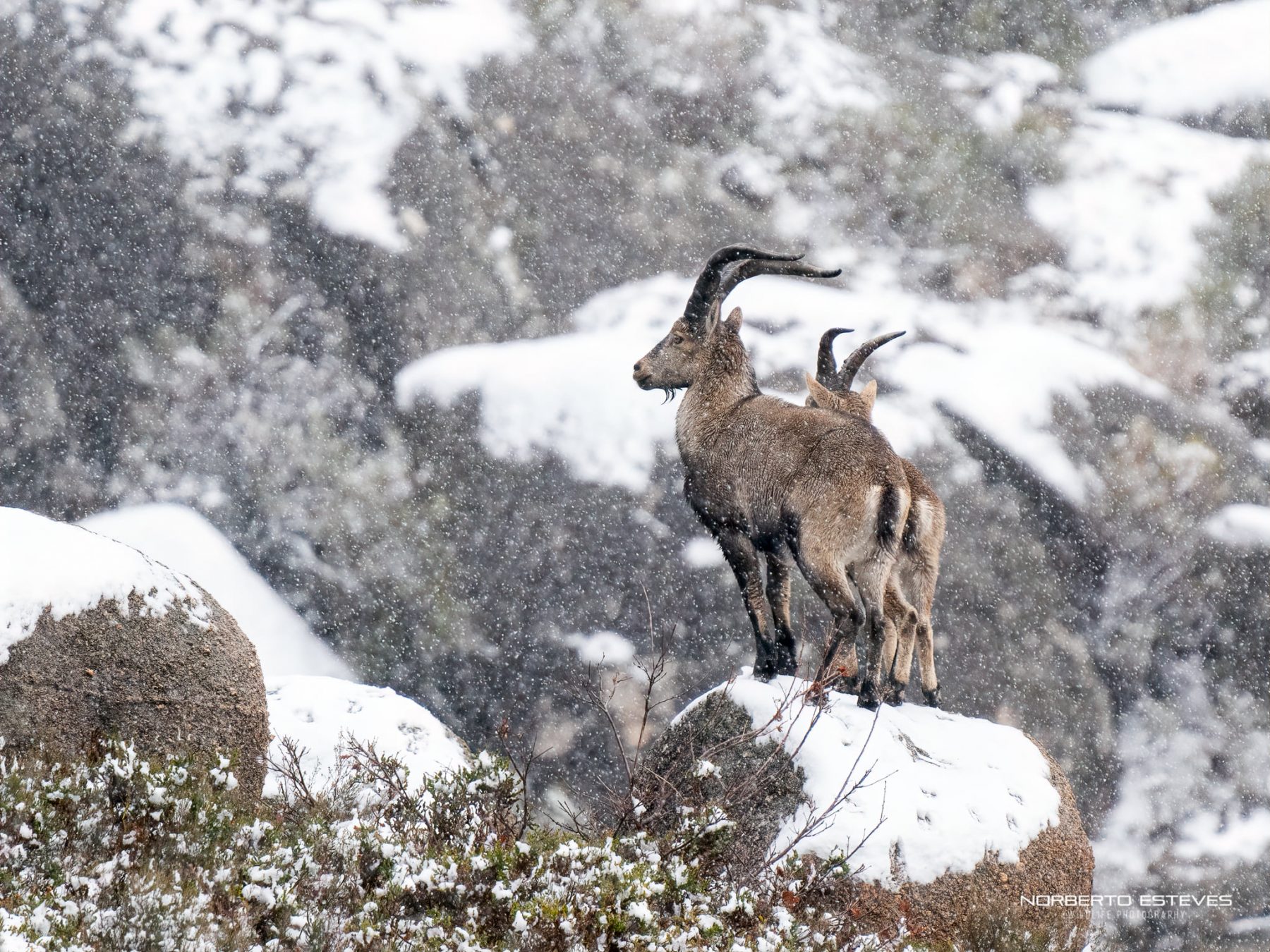 Cabra Montês (Capra Pyrenaica Victoriae) - Vezeira