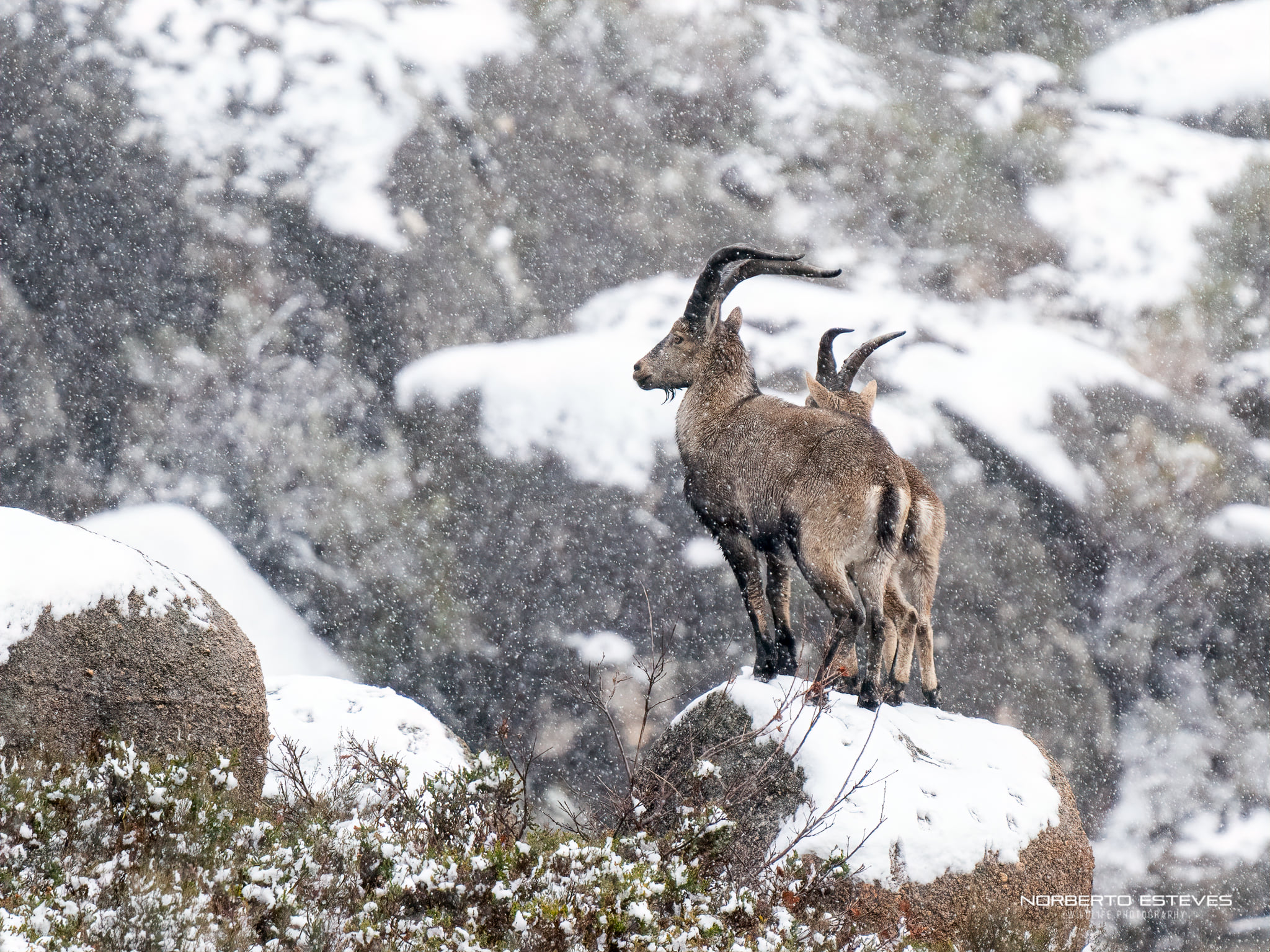 Cabra Montês (Capra Pyrenaica Victoriae) - Vezeira