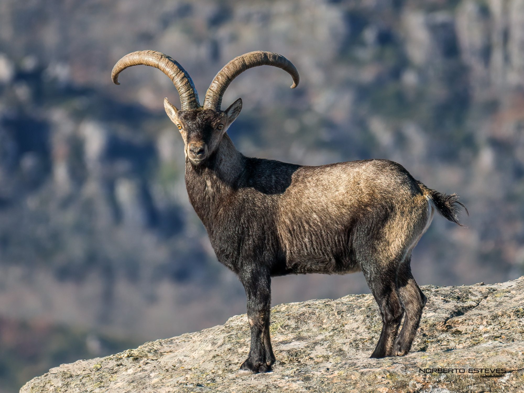 Cabra Montês (Capra Pyrenaica Victoriae) - Vezeira