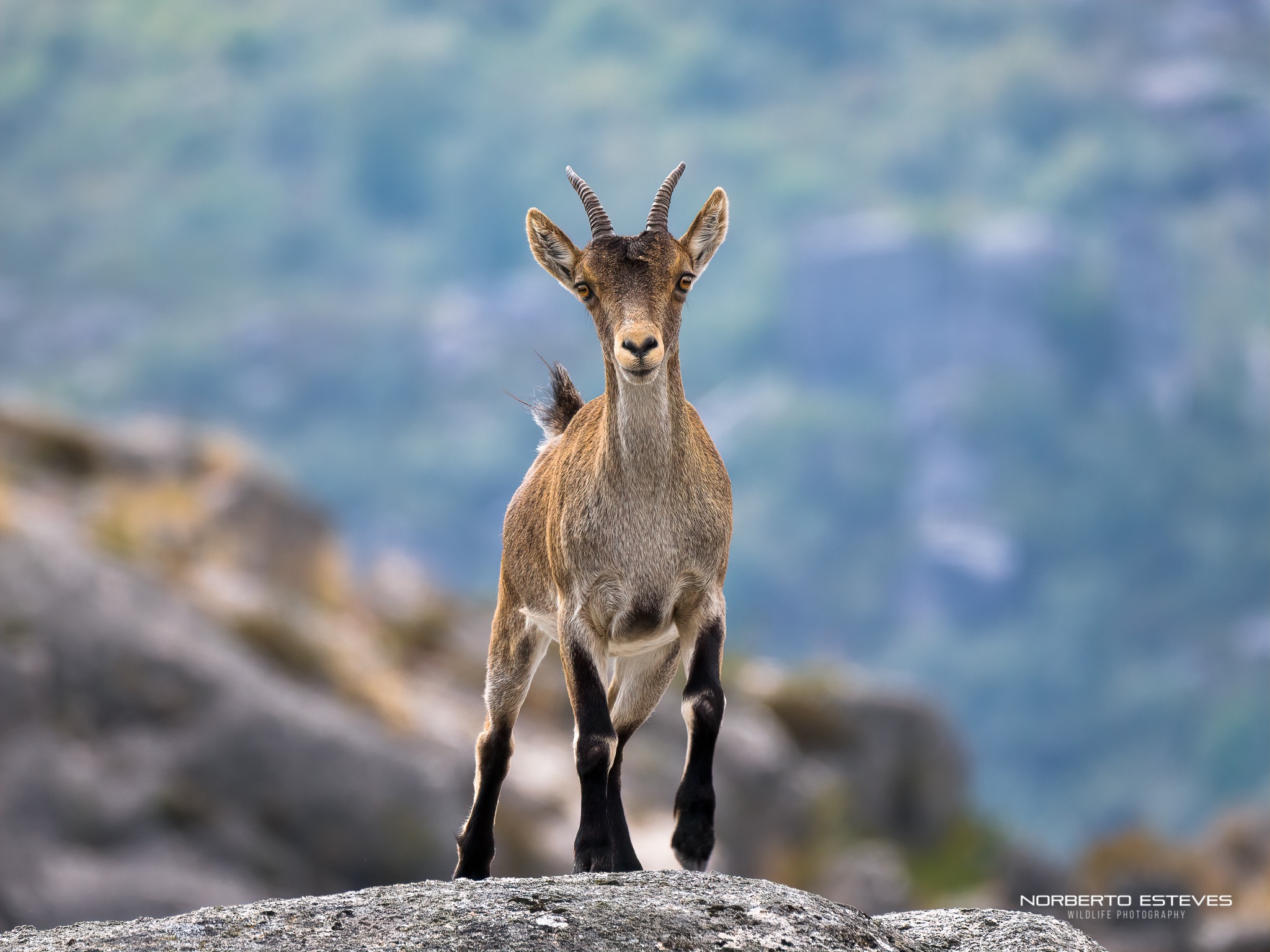 Cabra Montês (Capra Pyrenaica Victoriae) - Vezeira